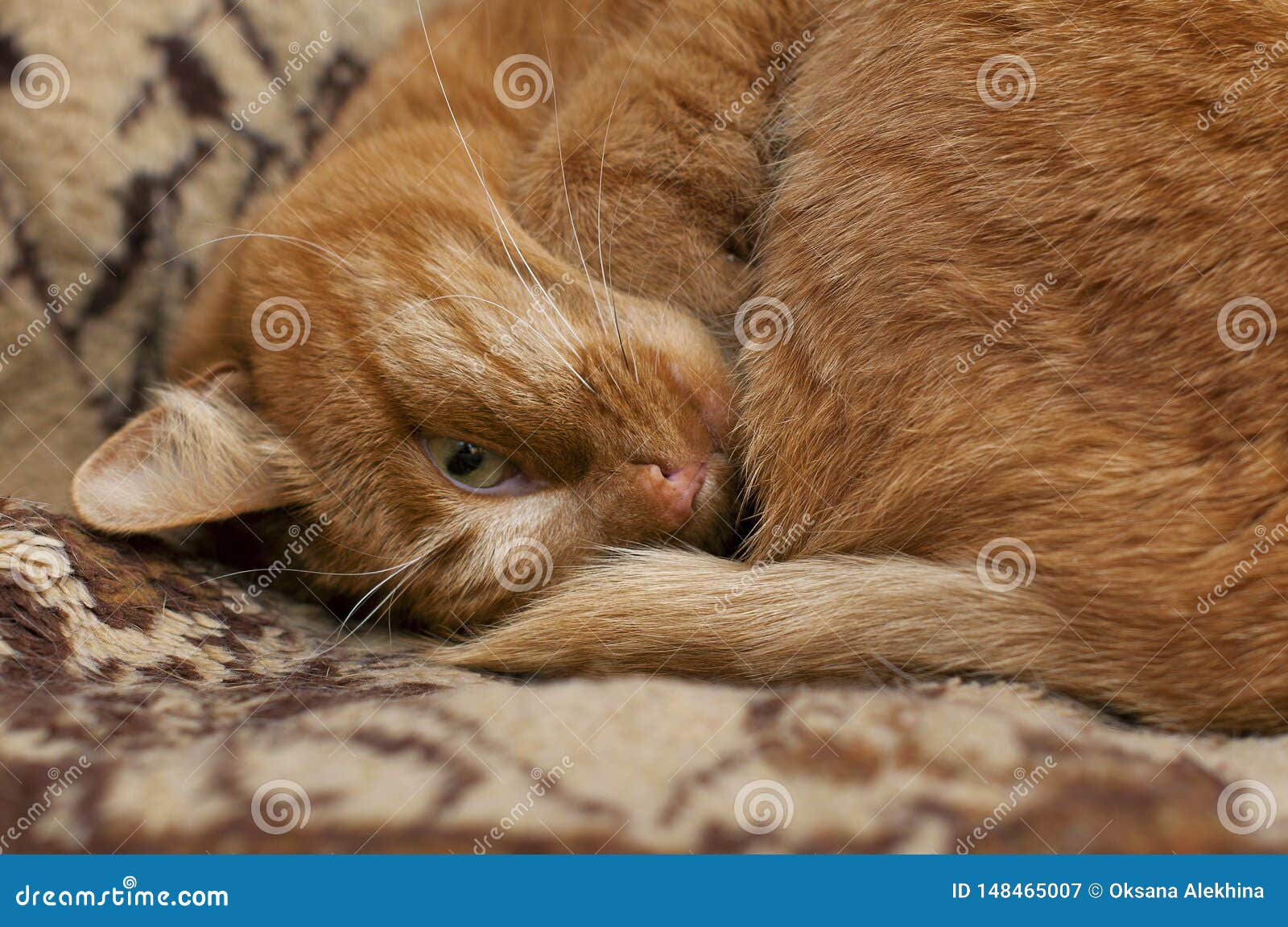 Red Cat is Sleeping. Looking with One Eye . Close-up Stock Image ...