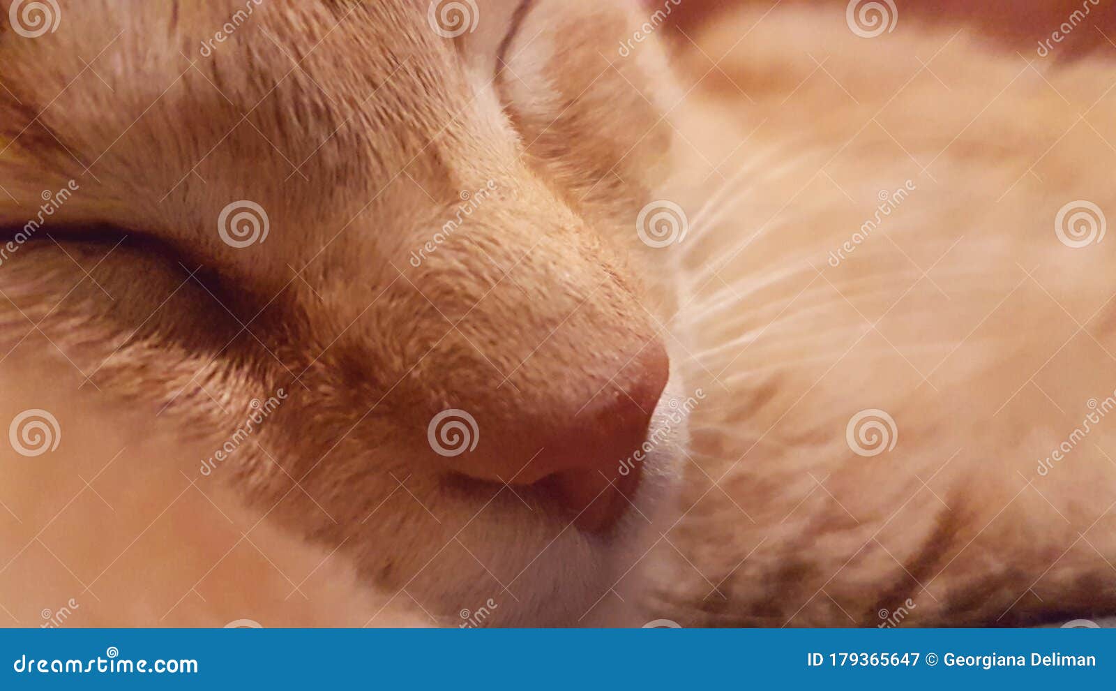 Close Red Cat Sleeping Face Stock Image - Image of posture, sleeping ...