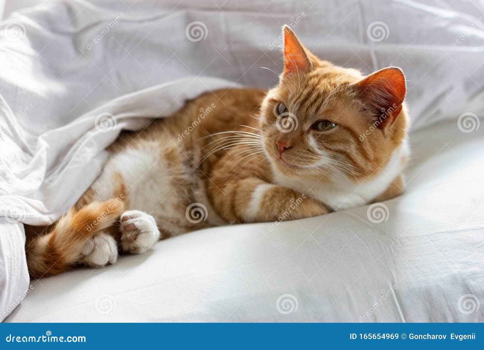 Red Cat Sleeping on a White Blanket. Lazy Red Cat Sleeping on Bed Linen ...