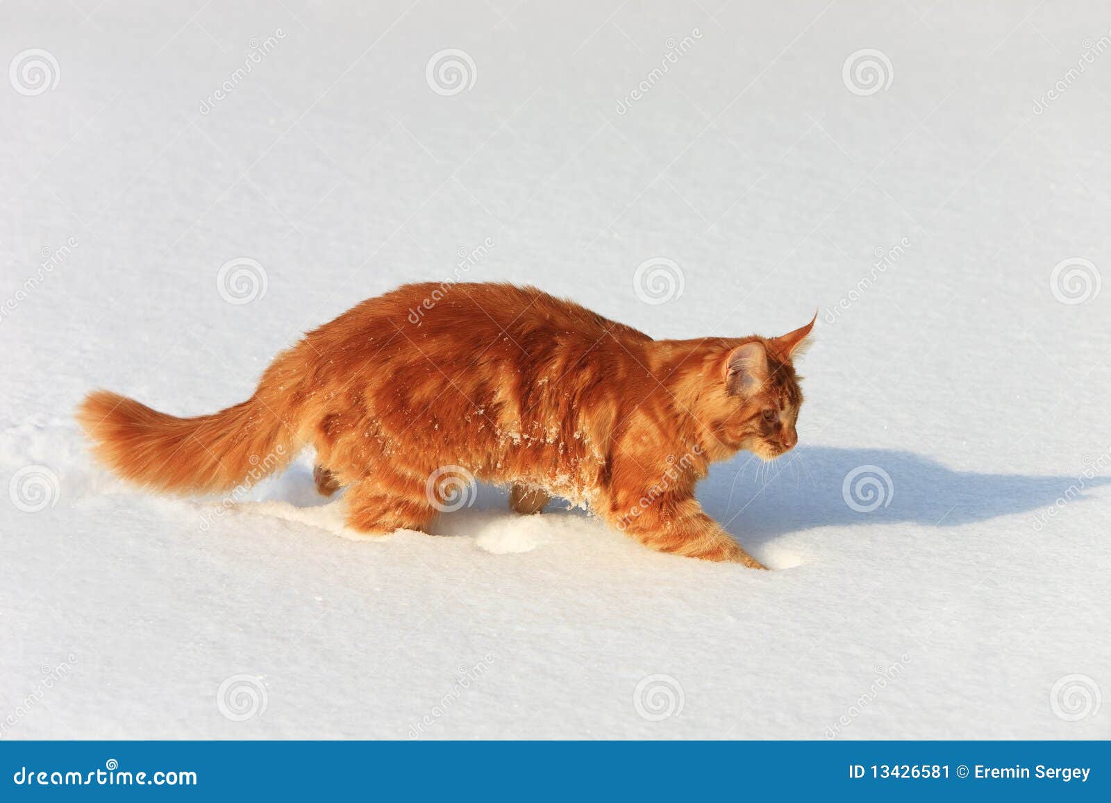 Red cat slinks on a snow stock image. Image of domestic - 13426581