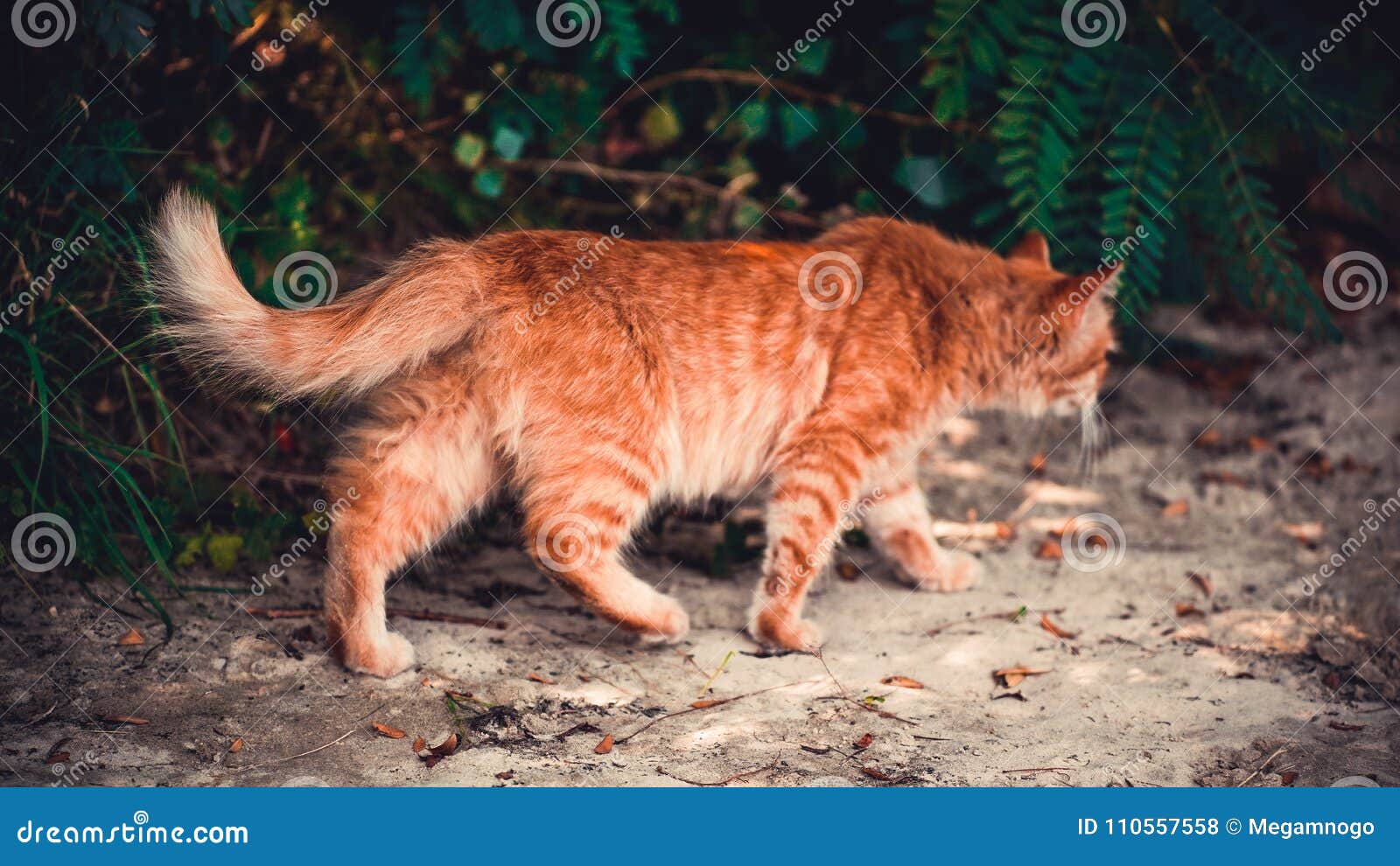 A red cat sneaking. stock photo. Image of looking, nature - 110557558
