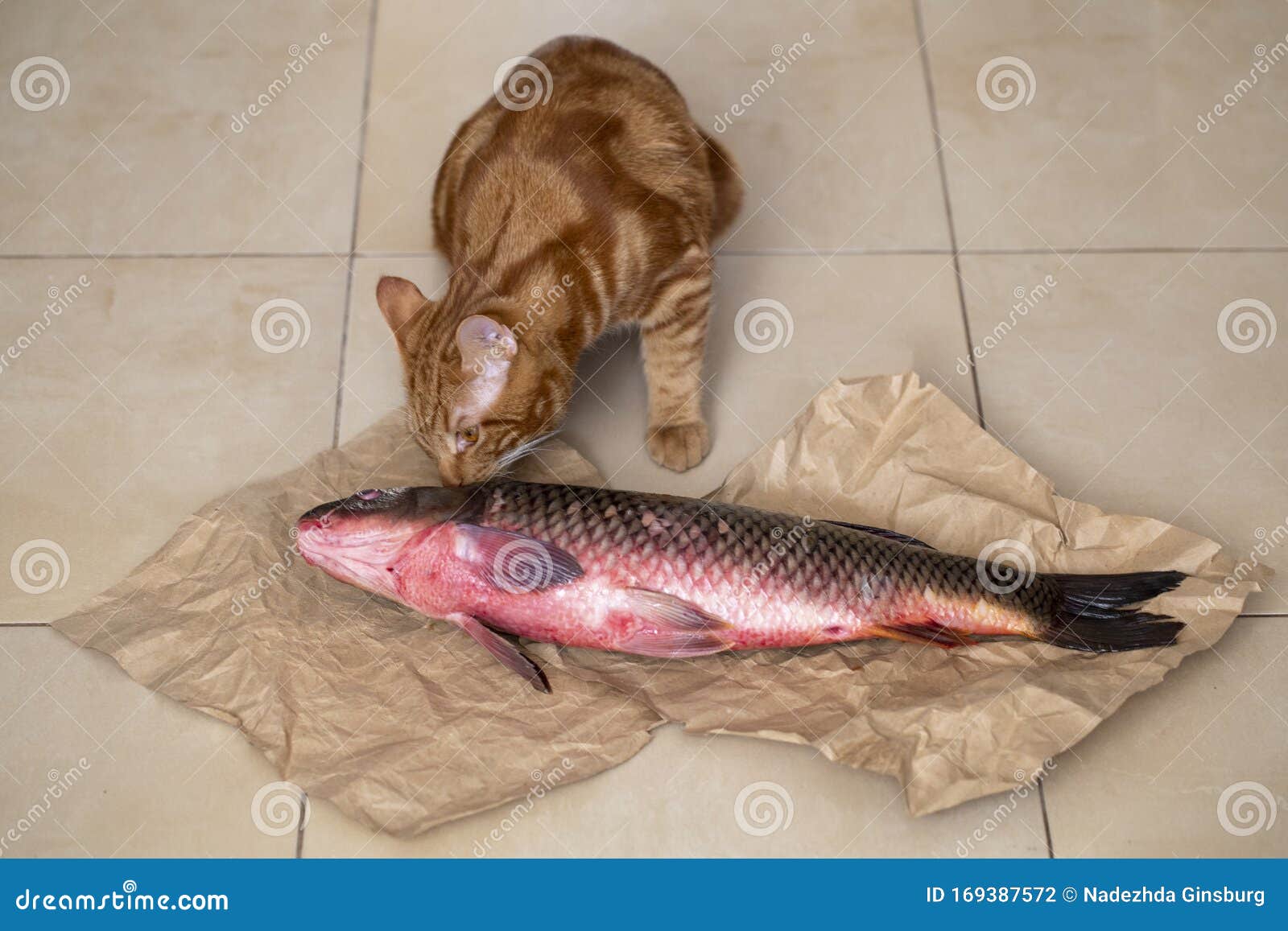 Red Cat and Big Fish Lying on the Floor Stock Photo - Image of humor ...