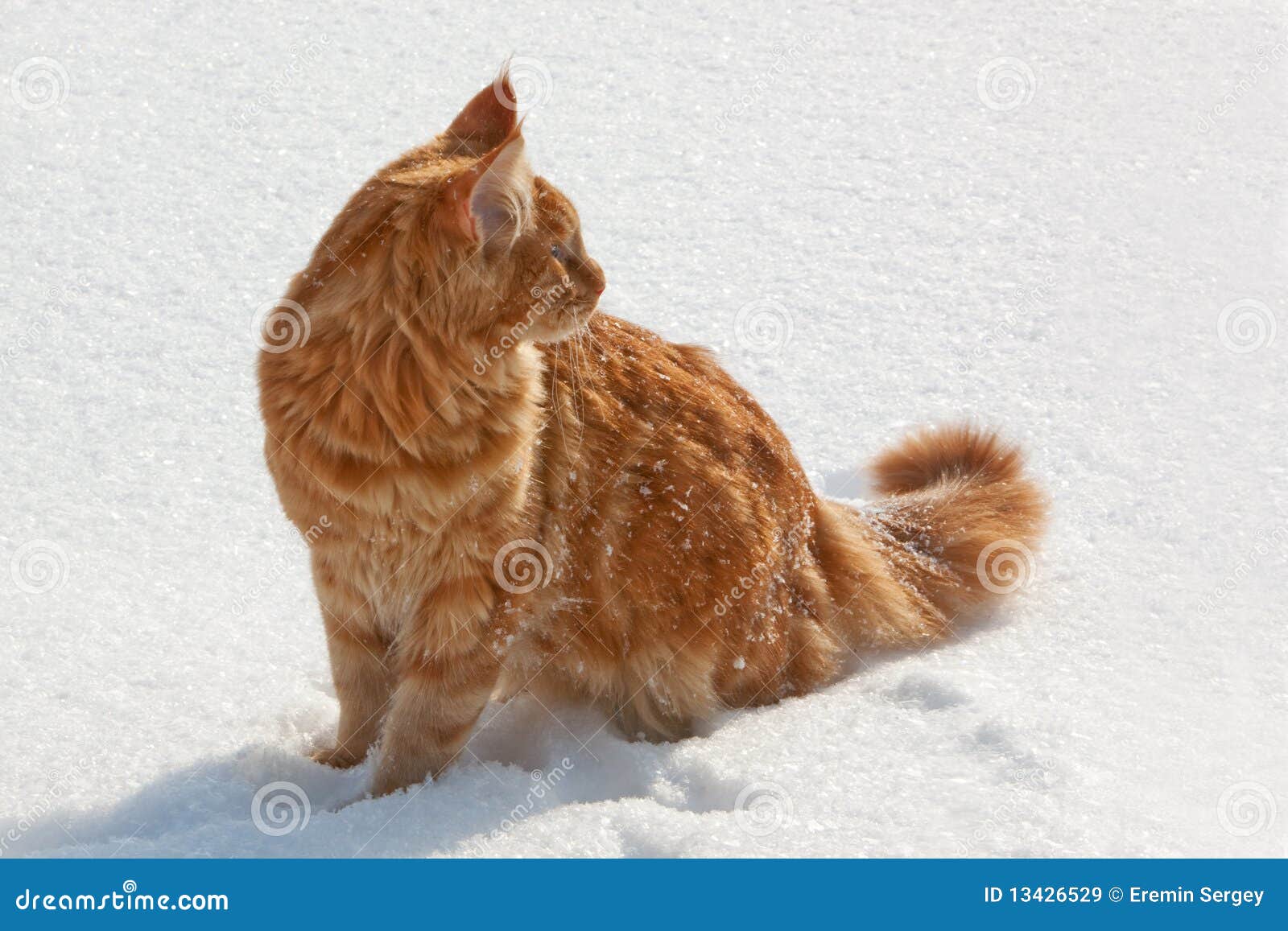 Red cat on a snow stock image. Image of ears, charming - 13426529