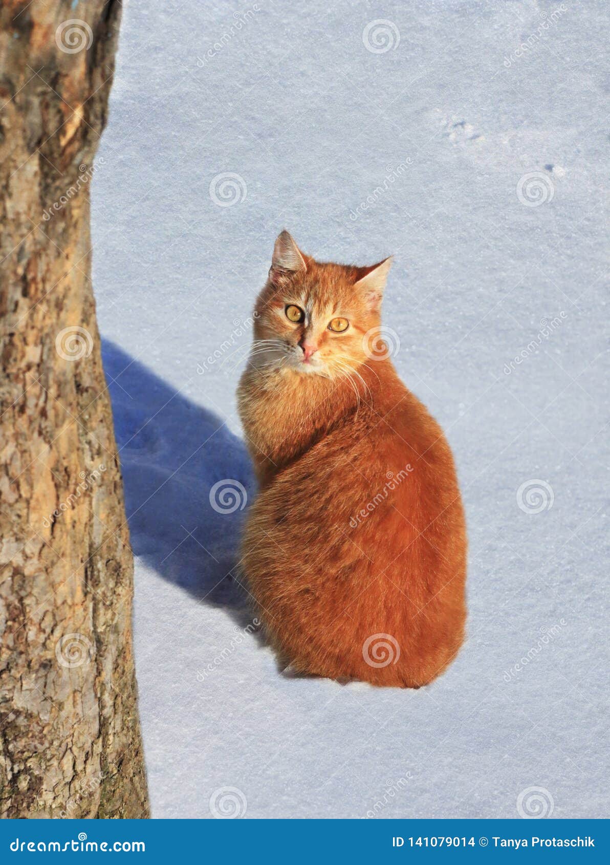 Adorable Red Cat in the Snow Stock Photo - Image of blue, adorable ...