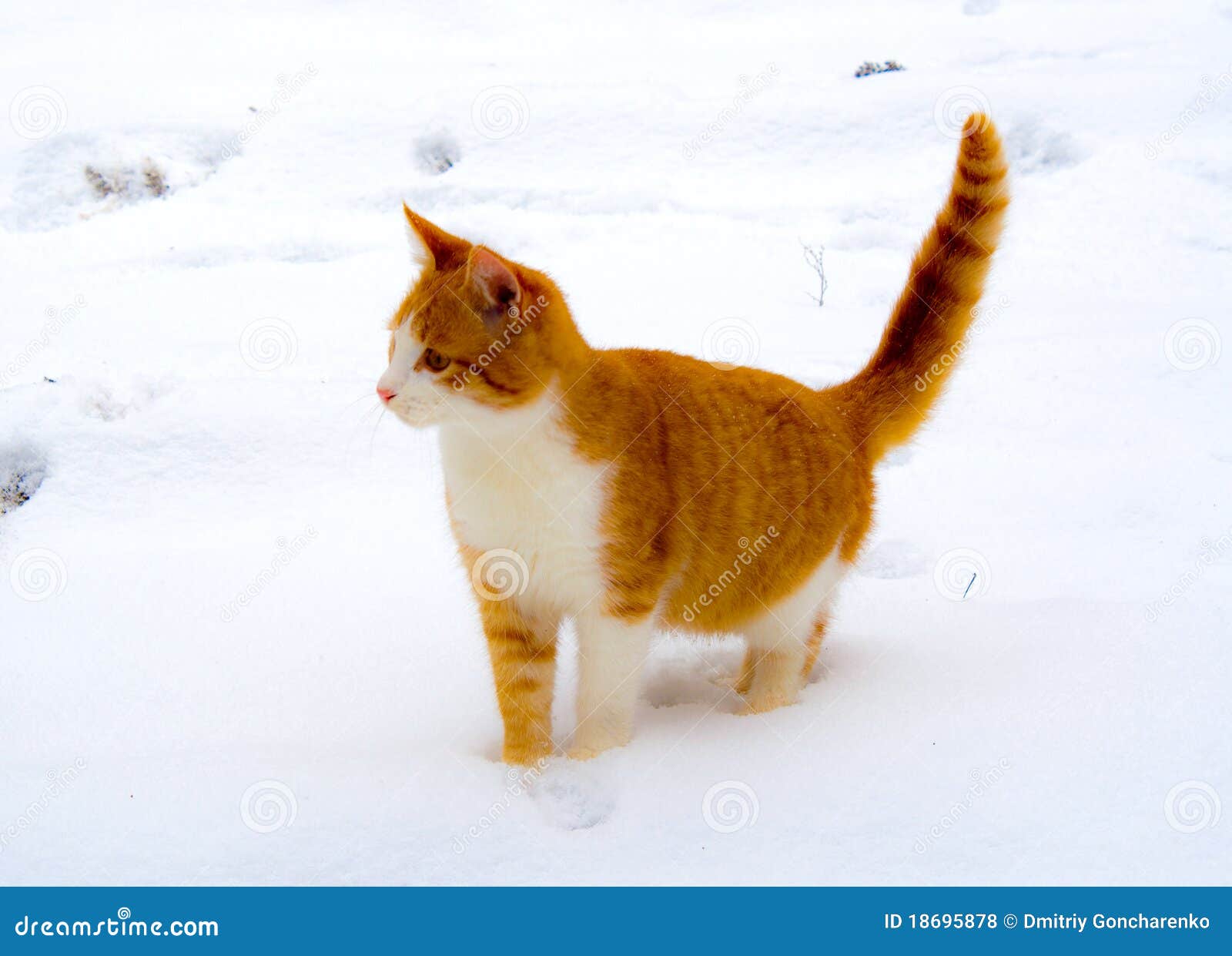 Red cat on snow stock photo. Image of feline, whisker - 18695878
