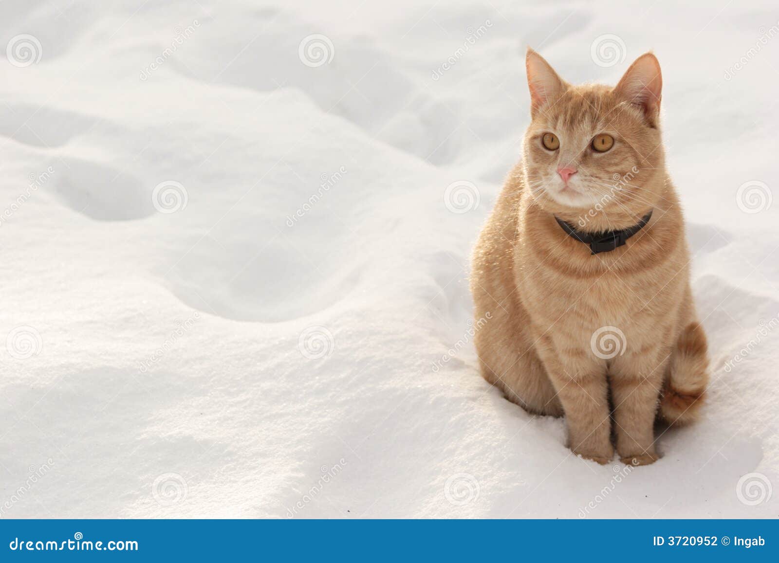 Red cat on the snow stock photo. Image of backlight, snowdrift - 3720952