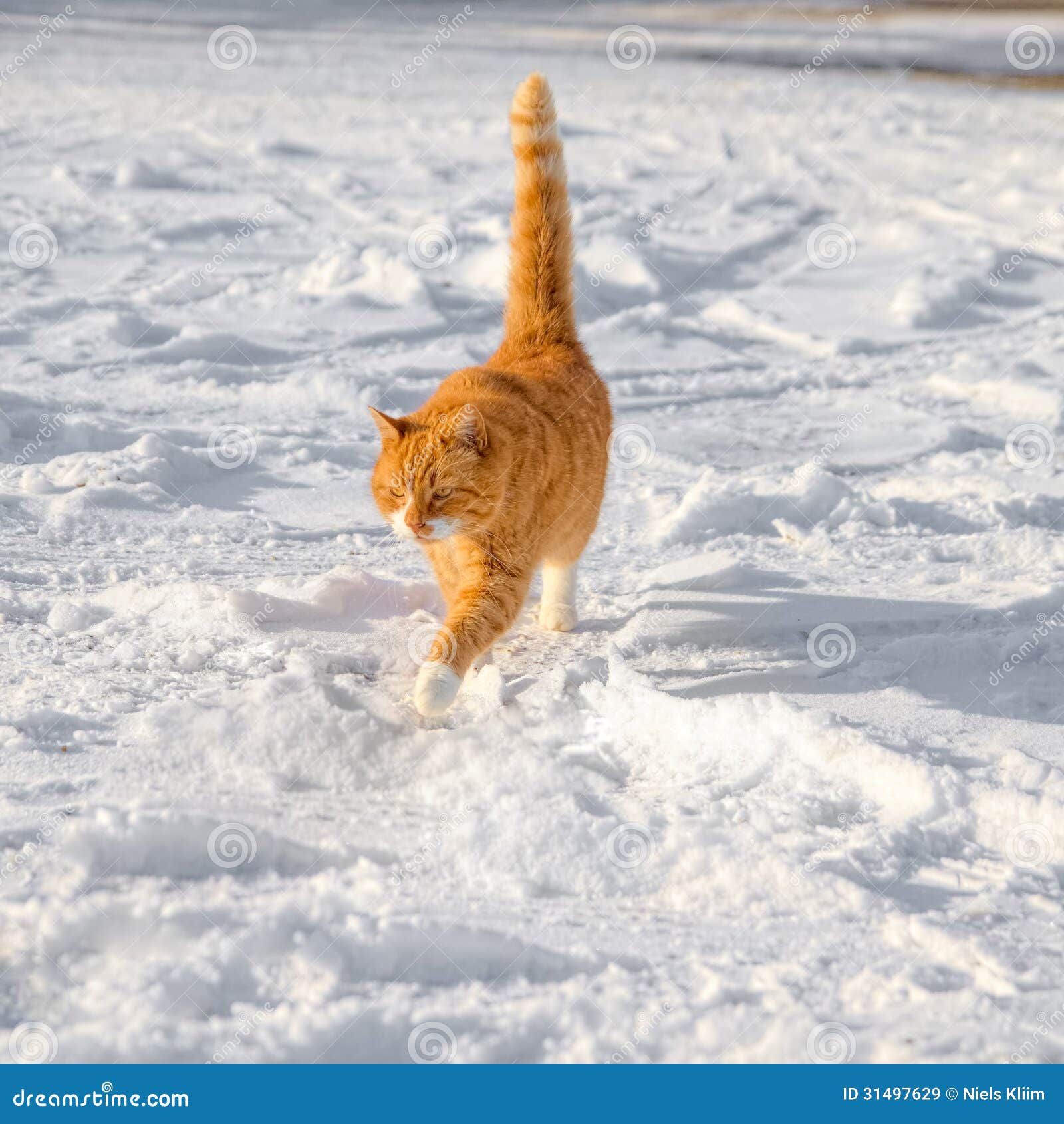 Red cat in the snow stock image. Image of kitty, mammal - 31497629