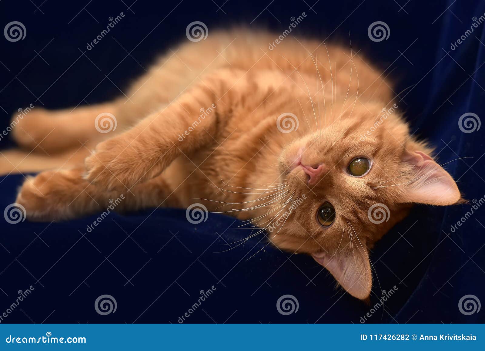 Red cat with a sore eye stock photo. Image of fact, cornea - 117426282