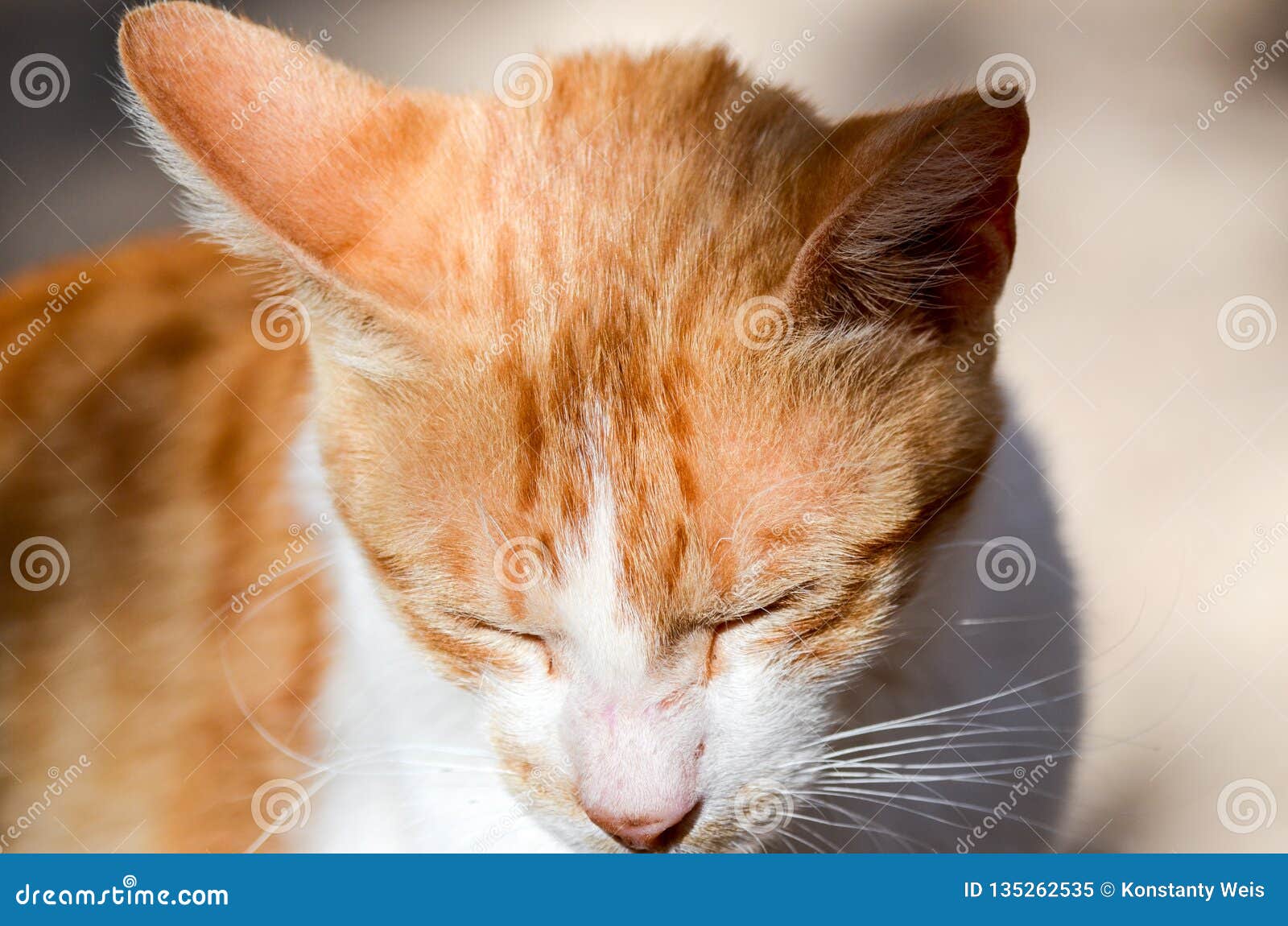 Red Cat Squinting in the Bright Sun Stock Image - Image of colorfull ...