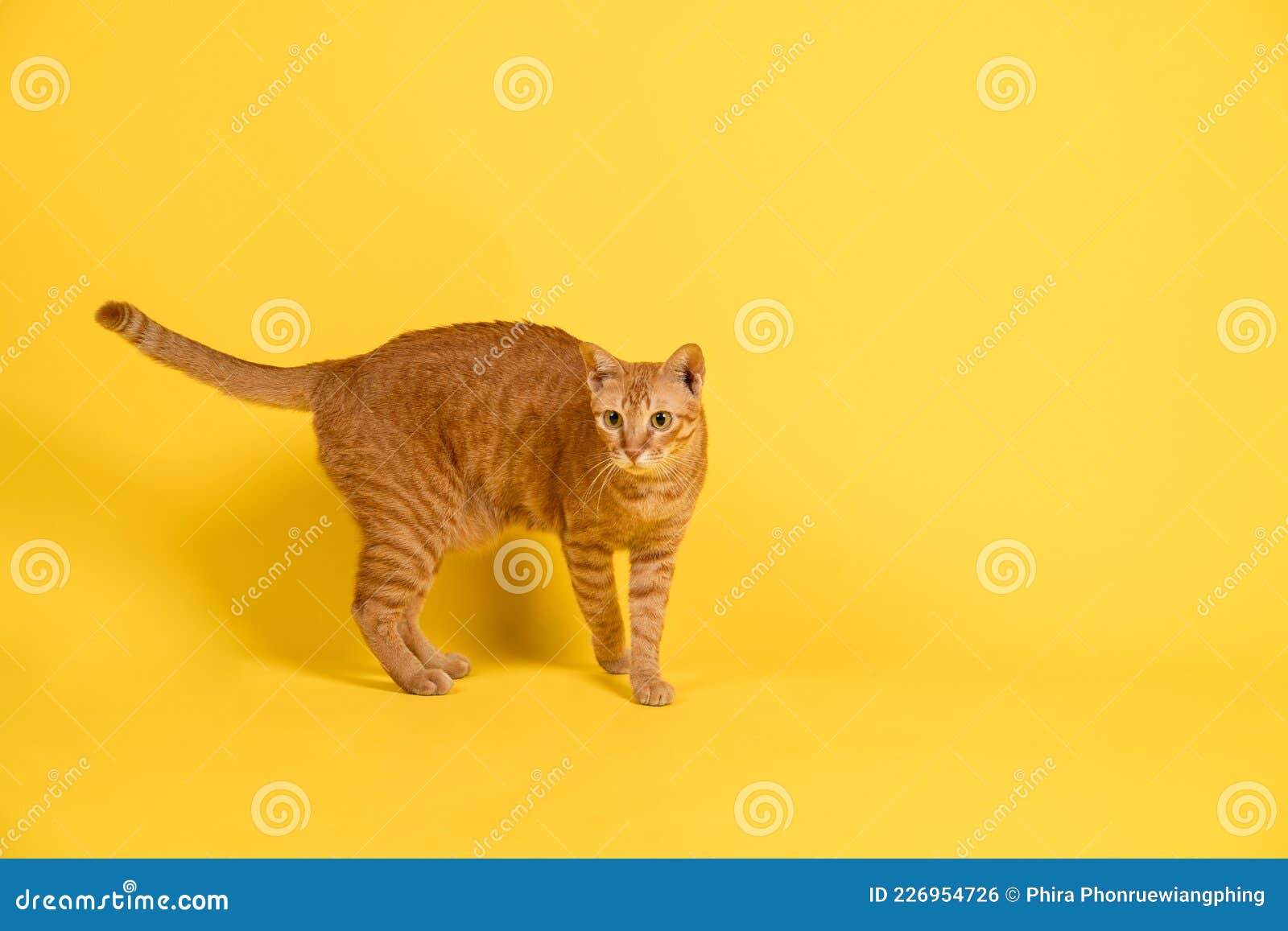 Red Cat is Standing with a Scared Look. Shooting in Studio Stock Photo ...
