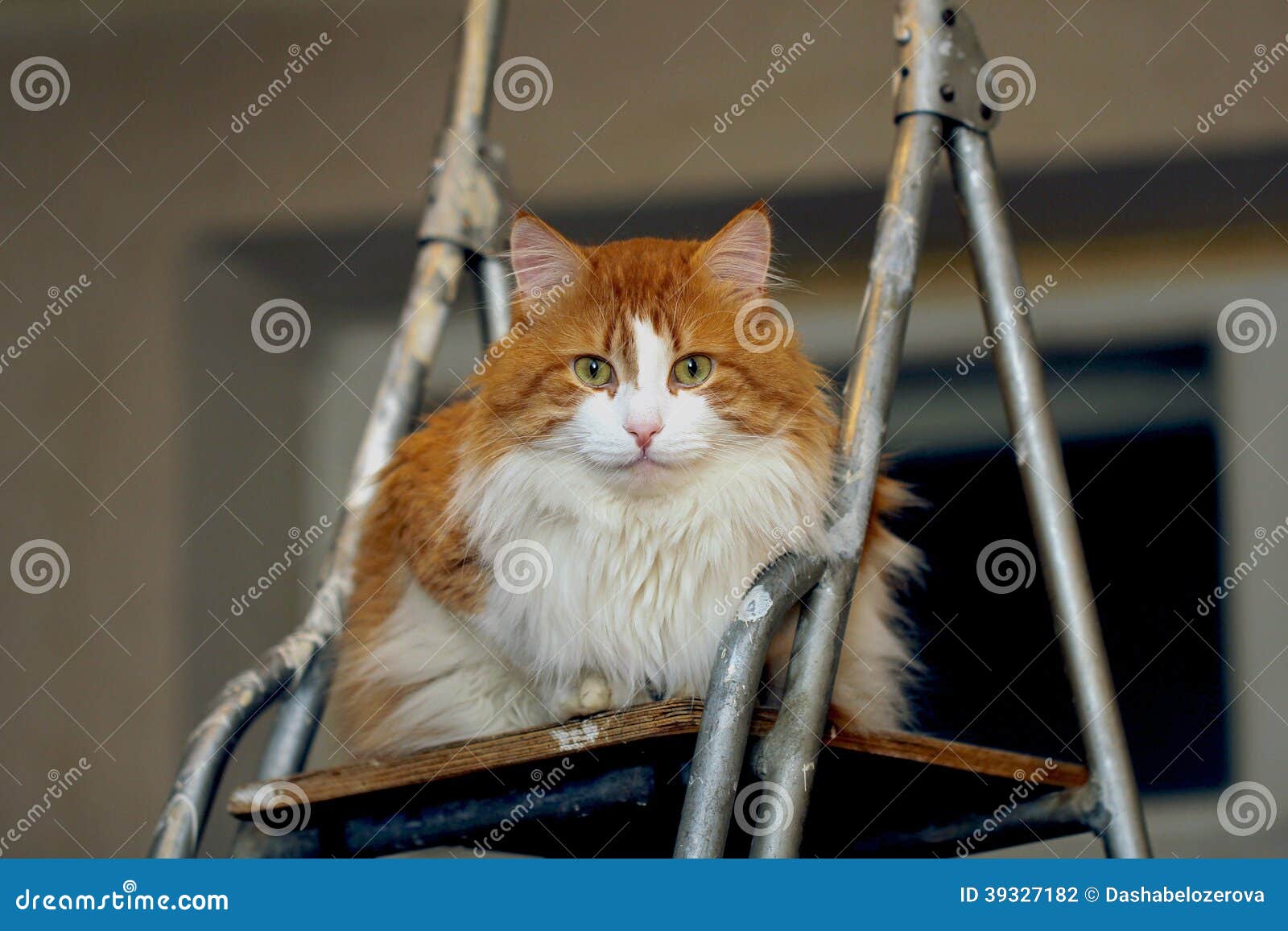 Red cat on step-ladder stock photo. Image of playing - 39327182