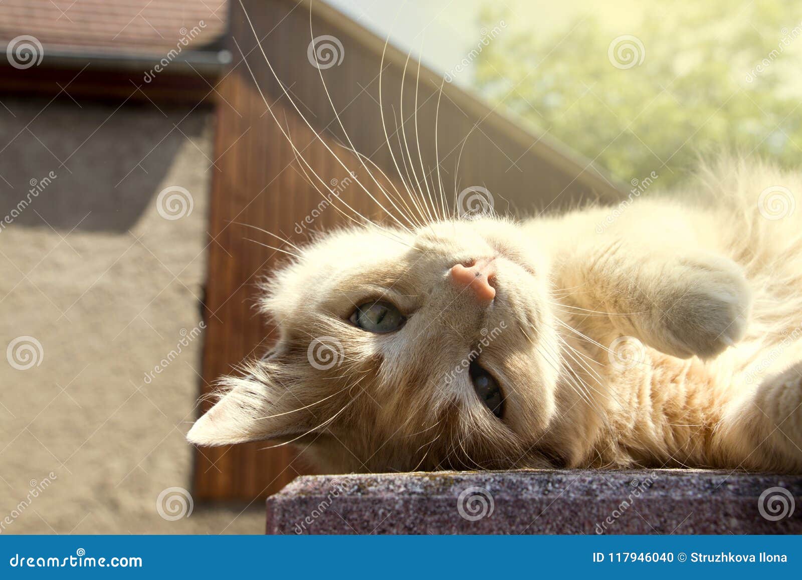 Red cat in the sunlight. stock photo. Image of beautiful - 117946040