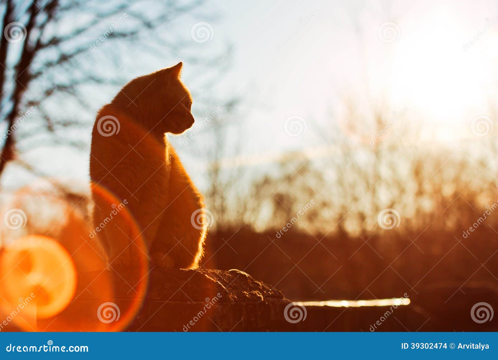 Red cat at sunset stock photo. Image of bright, clouds - 39302474