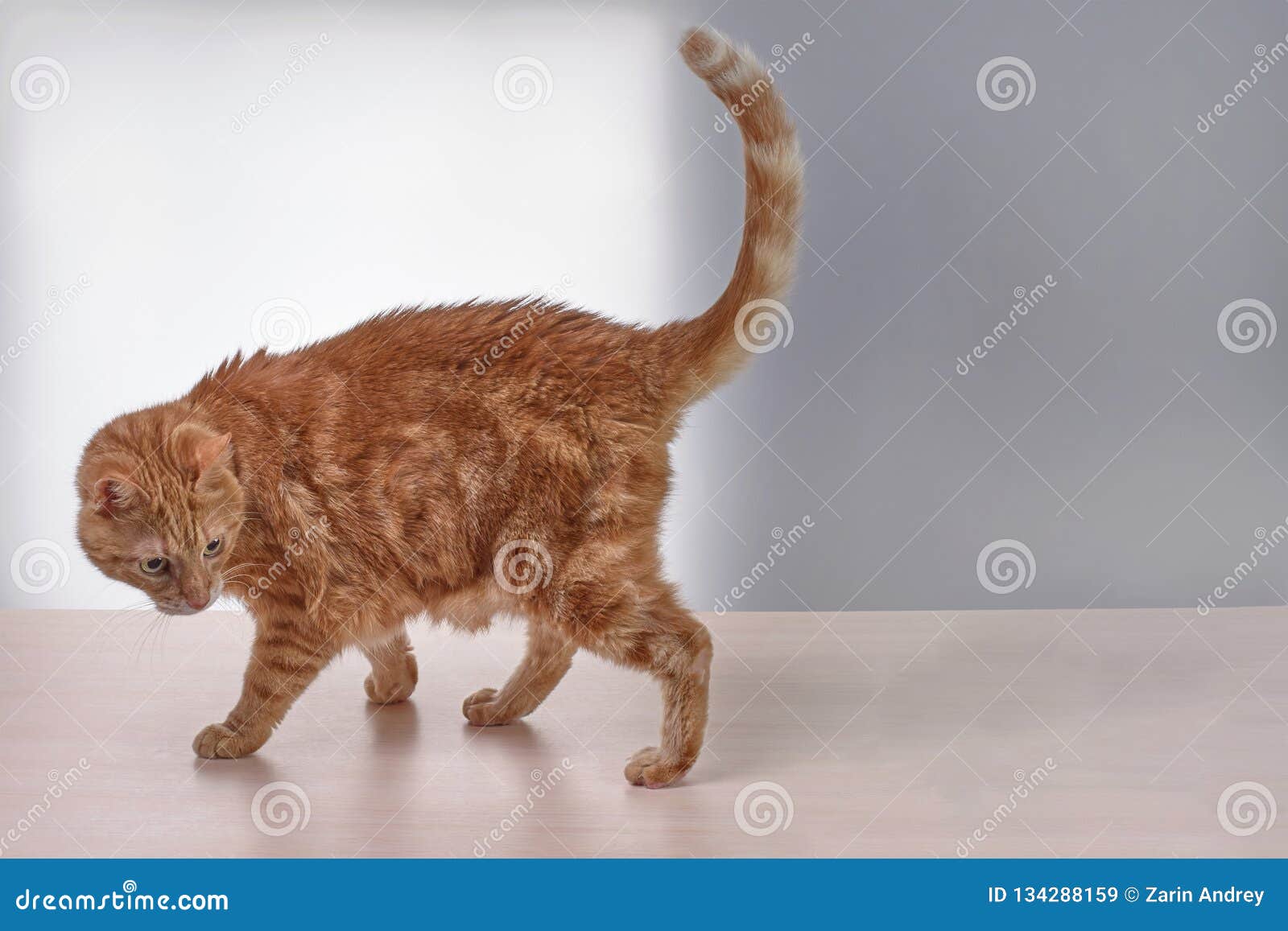 1,538 Cat Shadows Photos - Free & Royalty-Free Stock Photos from Dreamstime