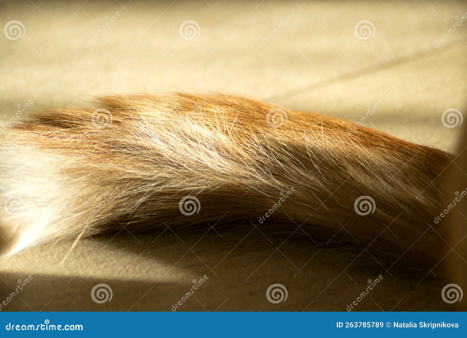The Tip of the Tail of a Red Cat. the Tail is a Ring. Stock Image ...