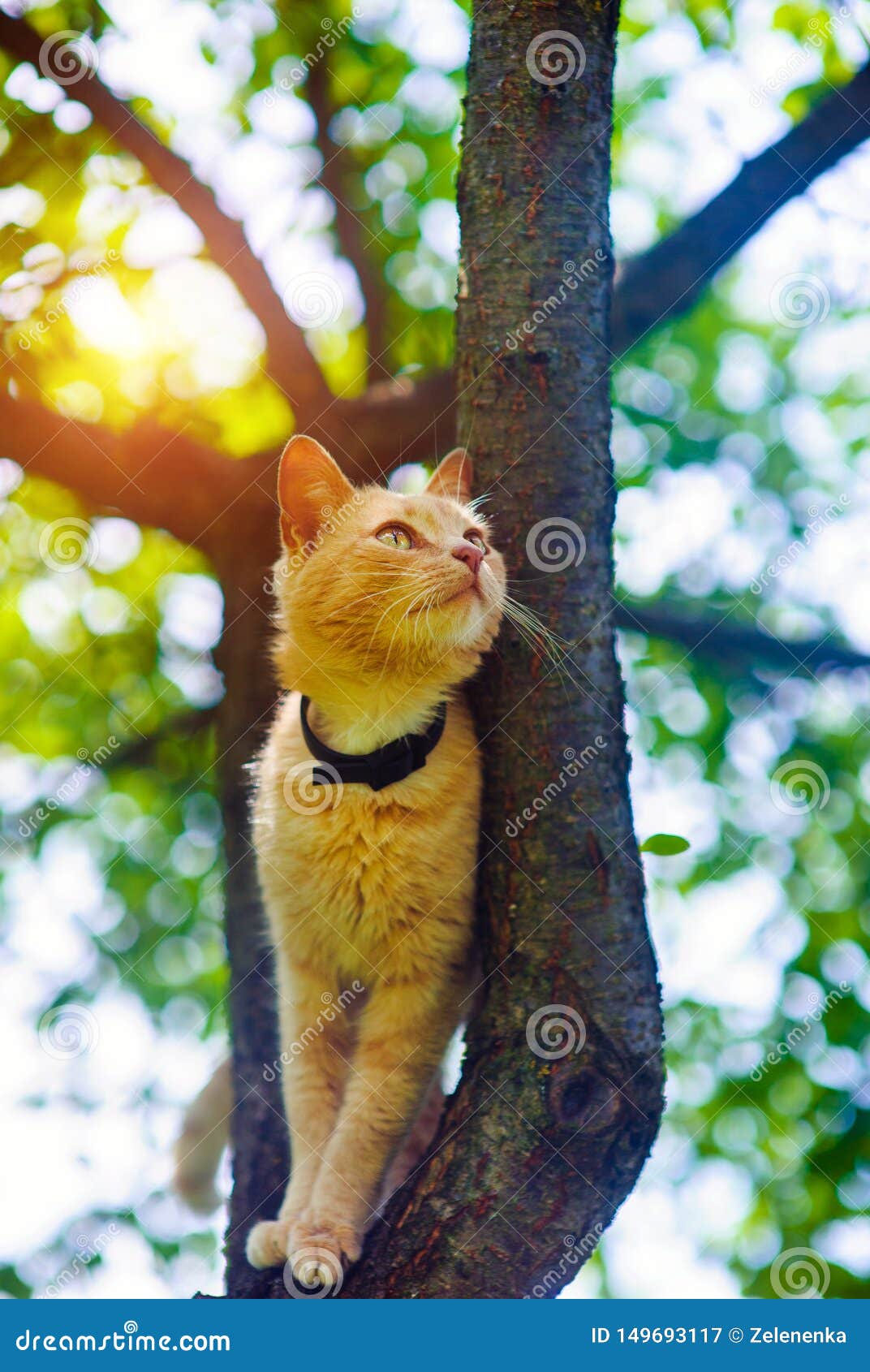 Red Cat on a Tree. Funny Animals Stock Image - Image of domestic, relax ...