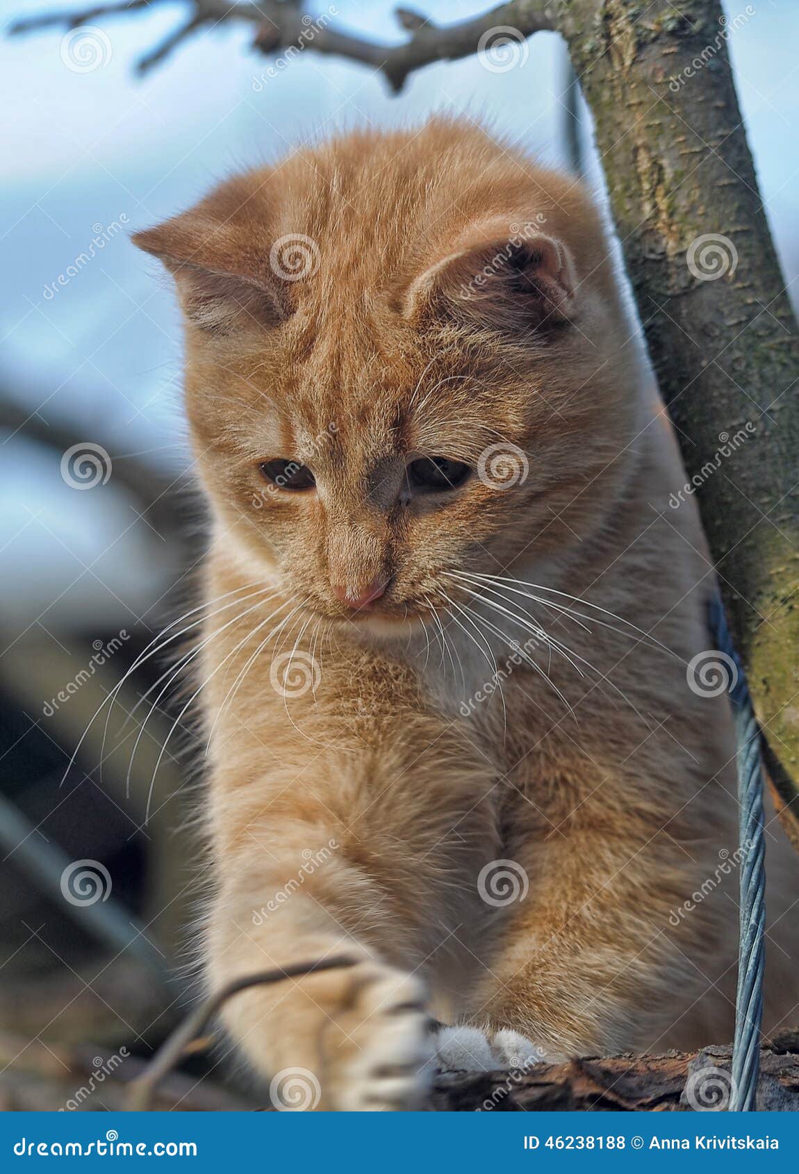 Red cat on a tree stock photo. Image of kitten, kitty - 46238188