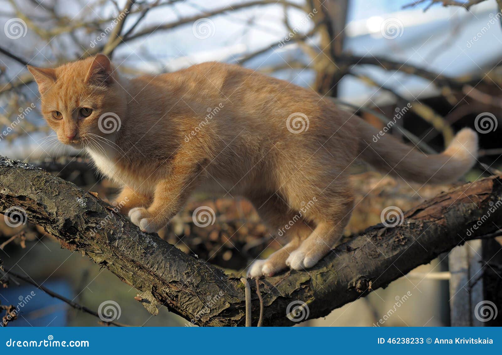 Red cat on a tree stock image. Image of hair, kitten - 46238233