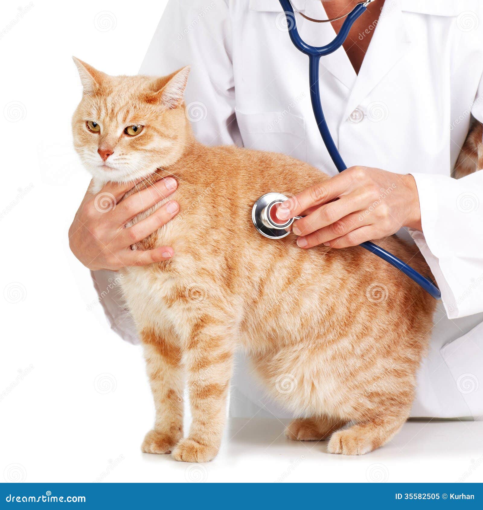 Red Cat with Veterinarian Doctor. Stock Image - Image of hand, studio ... Red Cat with Veterinarian Doctor. Stock Image - Image of hand, studio ...