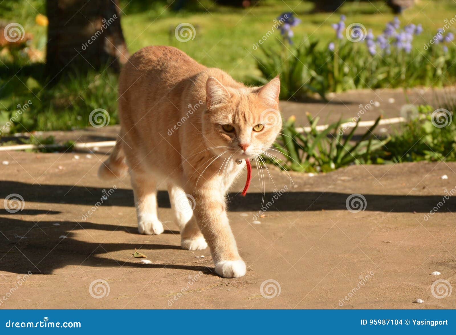 Red Cat Walking in the Garden Stock Photo - Image of adorable, focus ...