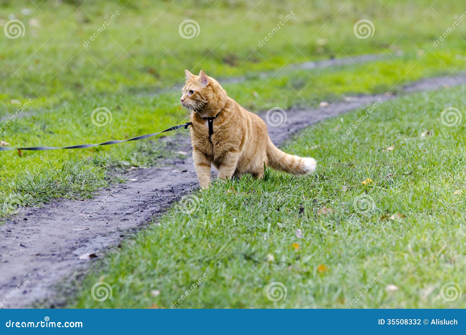 Red Cat Walking through the Green Grass on a Leash Stock Photo - Image ...