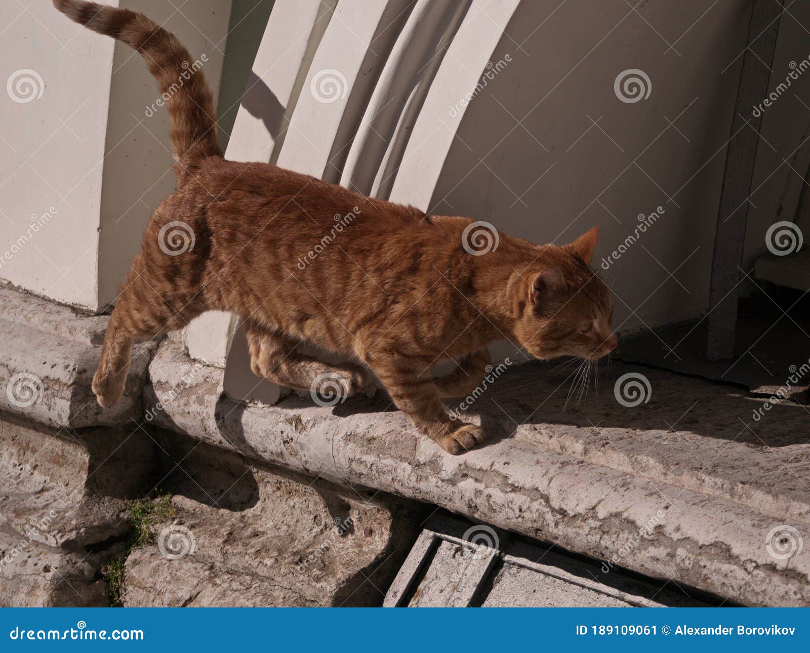 A Red Cat Walking on the Parapet Stock Image - Image of bright ...