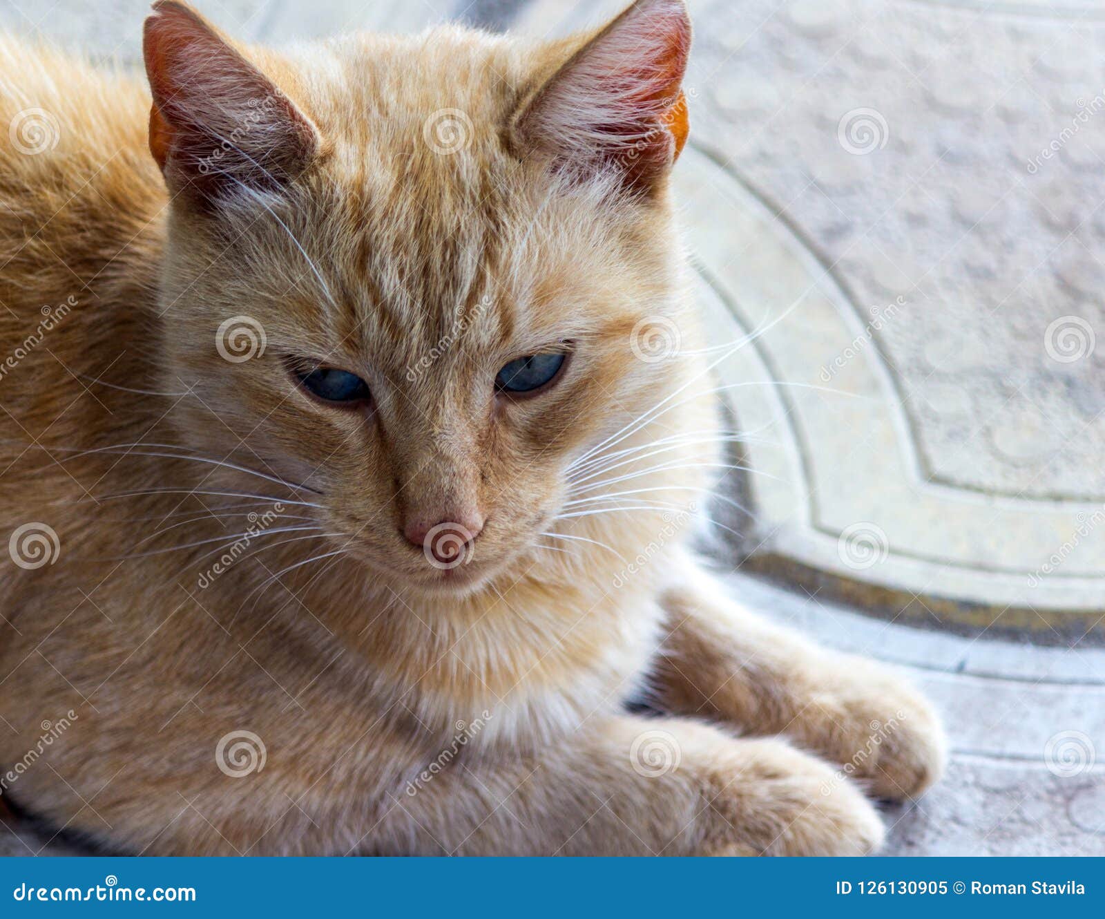 Red Cat Walking on the Street in Summer, Red Cat on the Street. Stock ...