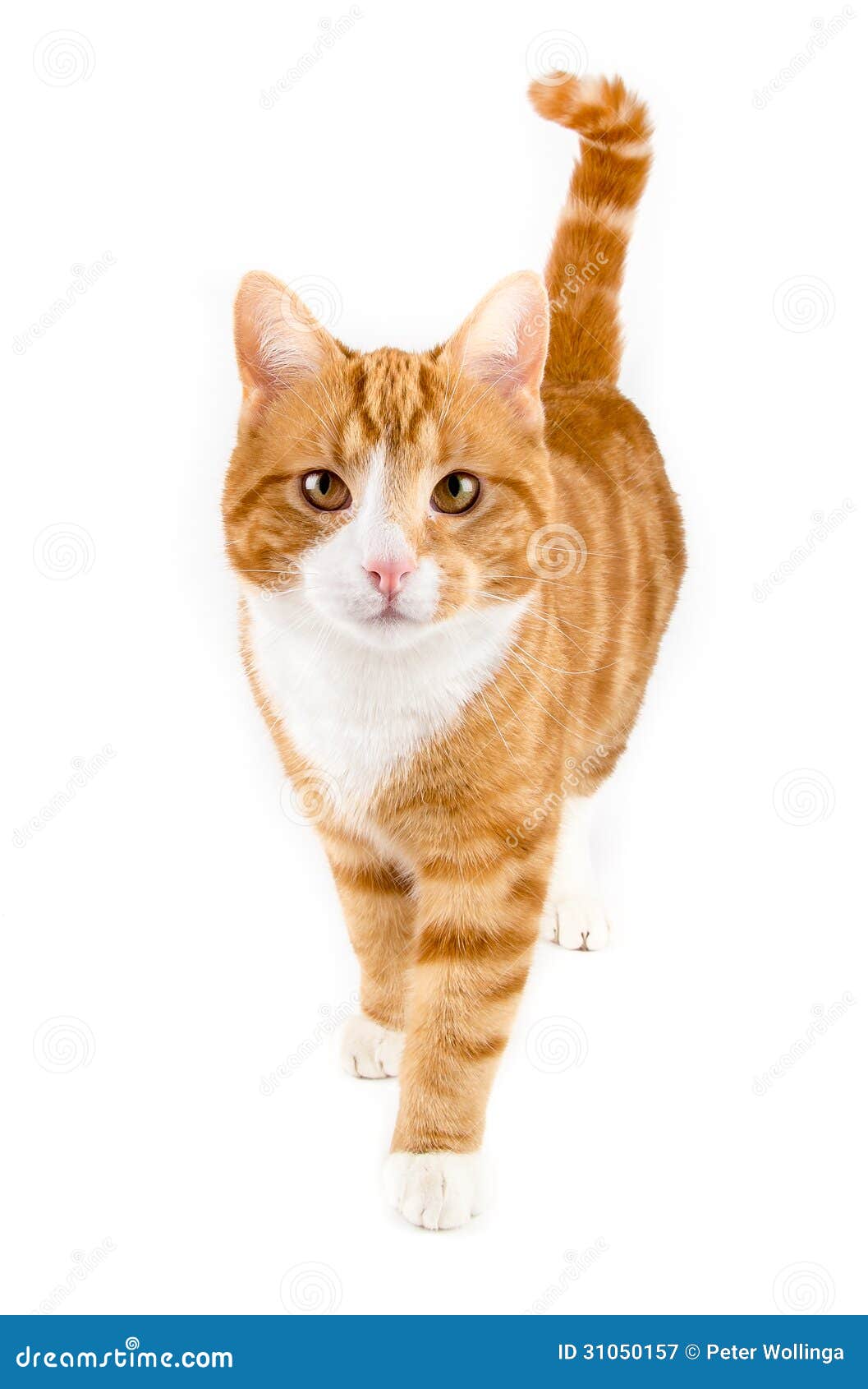 Red Cat, Walking Towards Camera, Isolated in White Stock Image - Image ...