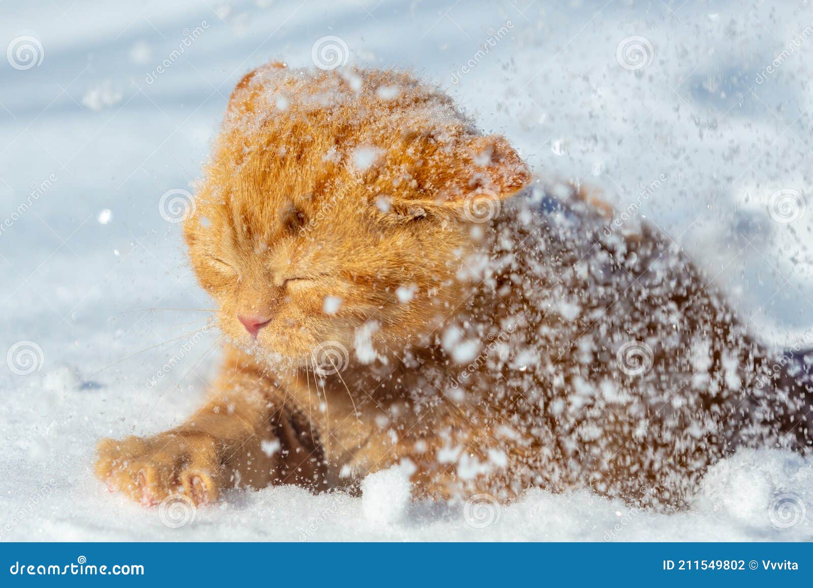 Red cat walks in deep snow stock photo. Image of christmas - 211549802