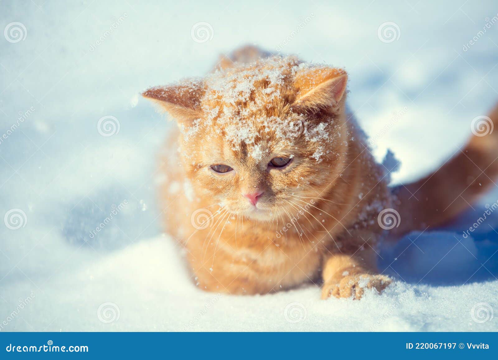 Red cat walks in deep snow stock image. Image of nature - 220067197
