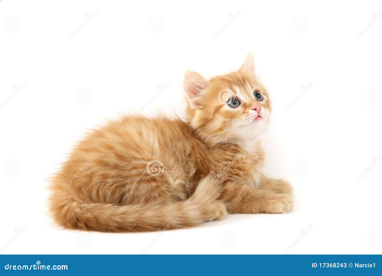 Red Cat on a White Background Stock Image - Image of background, kitten ...