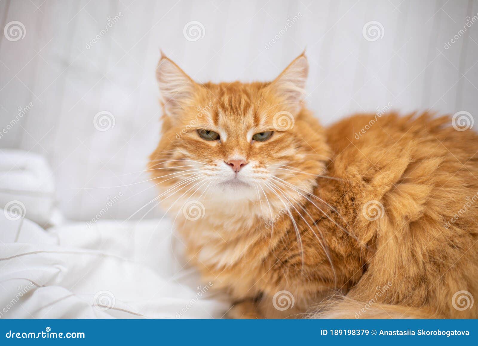 Red Cat on White Background Stock Image - Image of sneers, tongue ...
