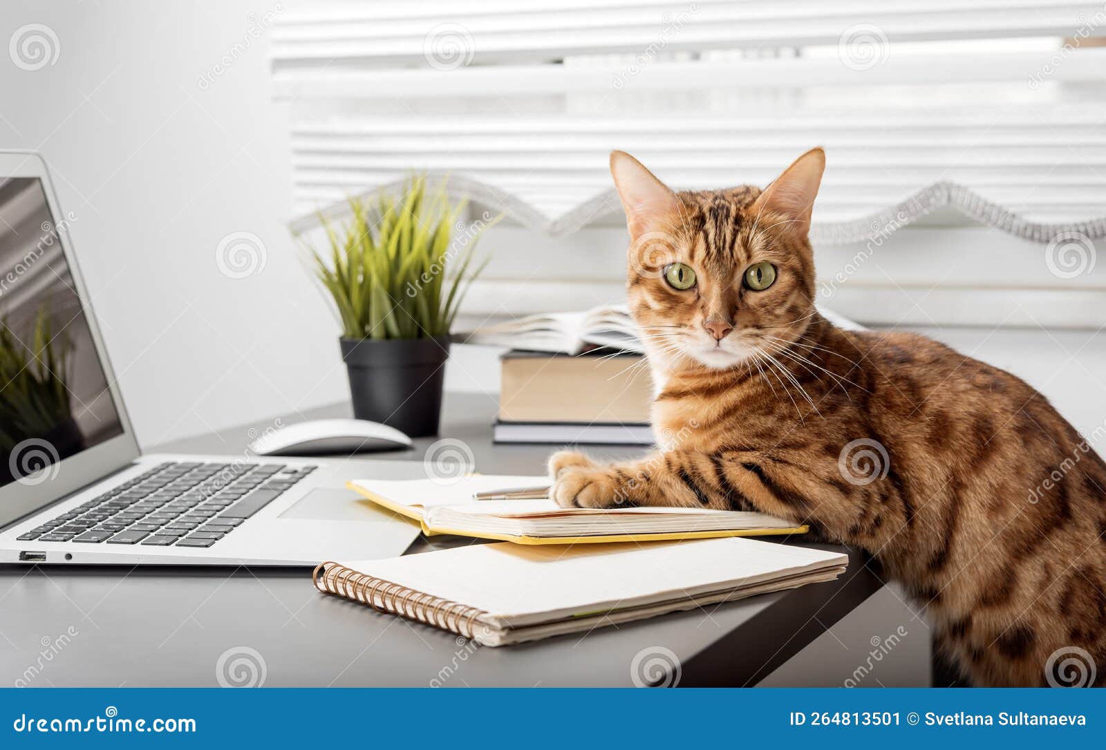 Red Cat Works at a Computer from Home. Home Office during Self ...