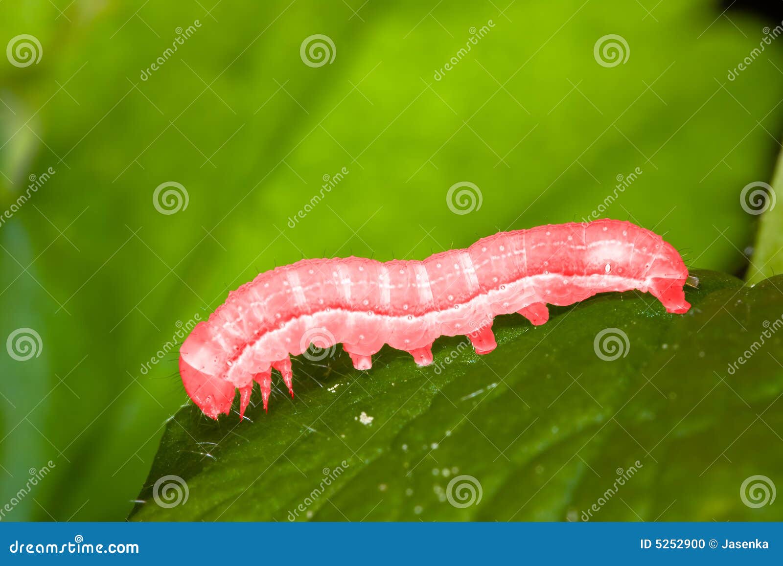 Red caterpillar stock photo. Image of caterpillar, insect - 5252900