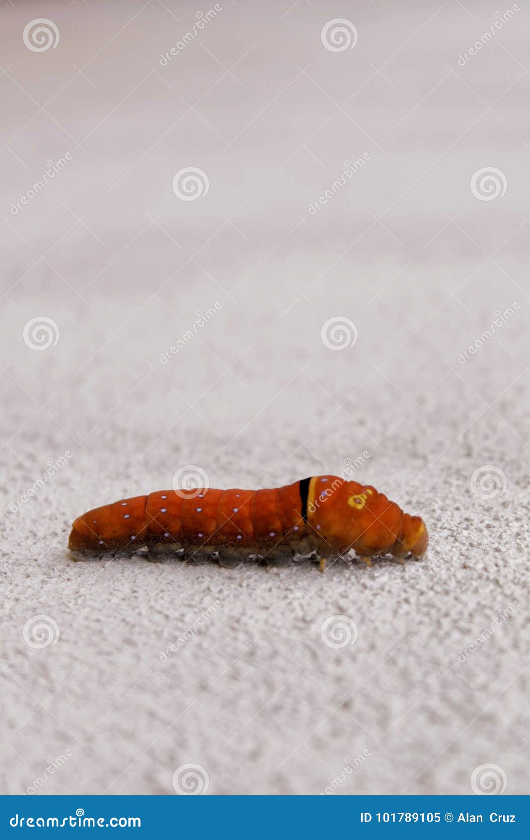 Red caterpillar stock image. Image of worm, blue, black - 101789105