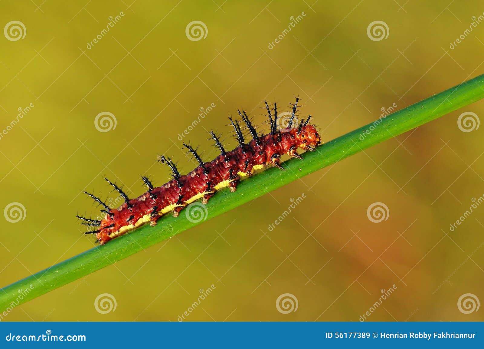 Red Caterpillar on a Branch Stock Image - Image of leaf, orange: 56177389