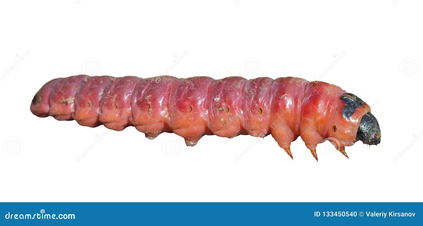 Red caterpillar 5 stock photo. Image of insect, nature - 133450540
