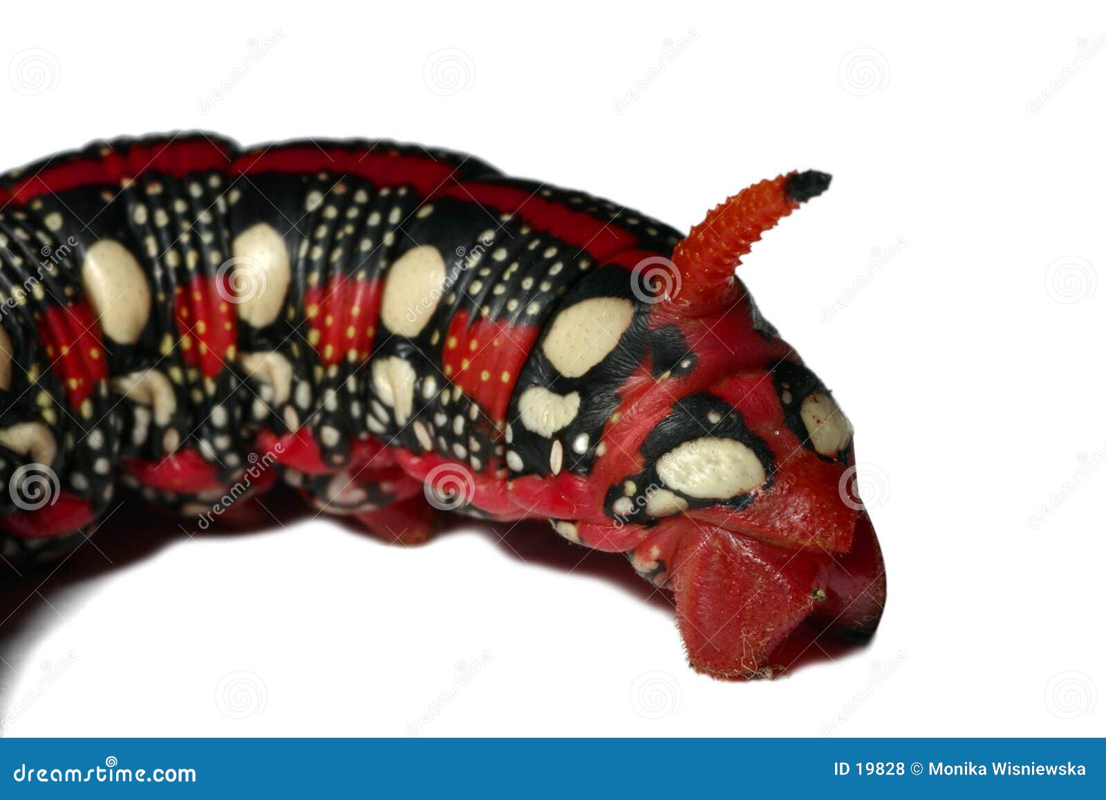 Red Caterpillar - Dragon Face Stock Photo - Image of quiet, insect: 19828