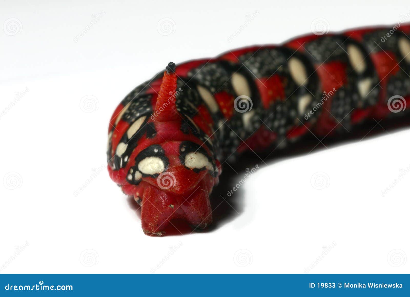 Red Caterpillar - Dragon Head Stock Image - Image of insect, quiet: 19833