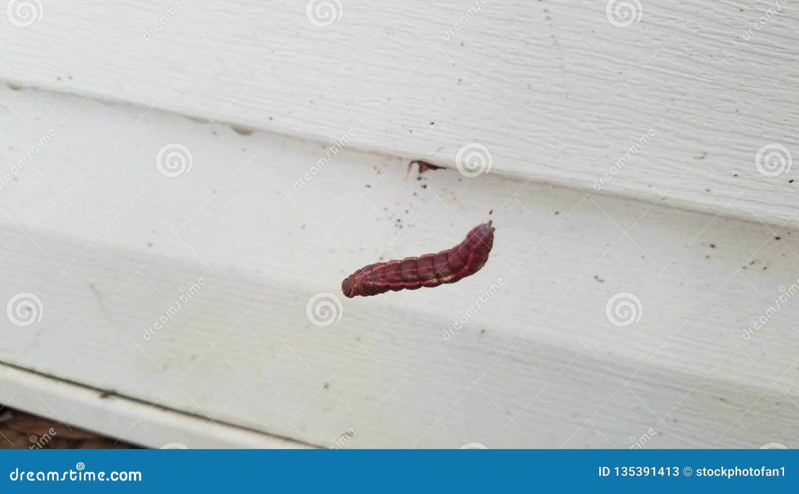 Red Caterpillar or Worm on White Siding Stock Image - Image of ...