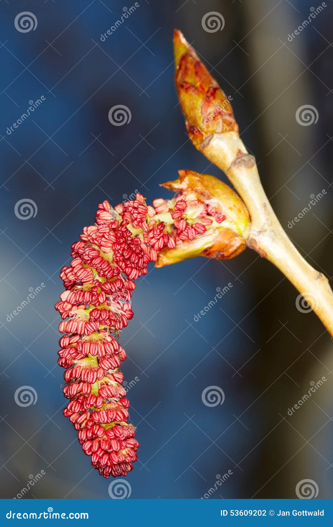 Red catkin stock photo. Image of floral, backgrounds - 53609202
