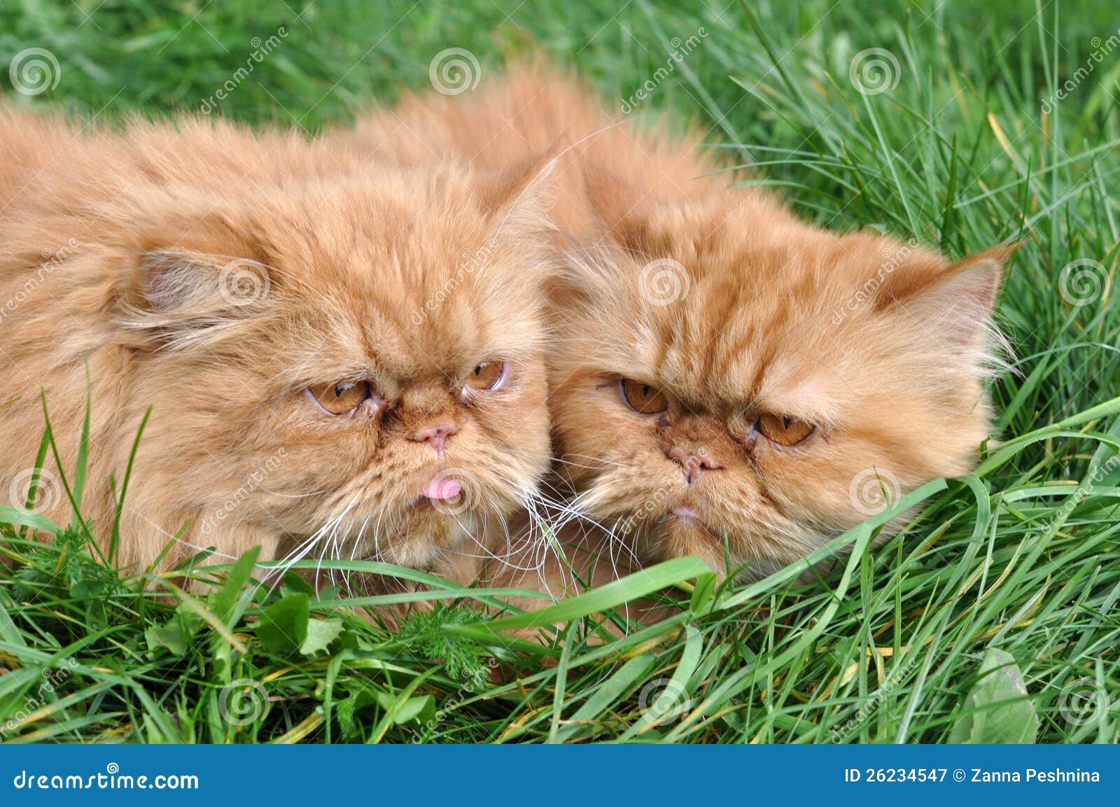 Red cats stock image. Image of grass, friendly, summer - 26234547