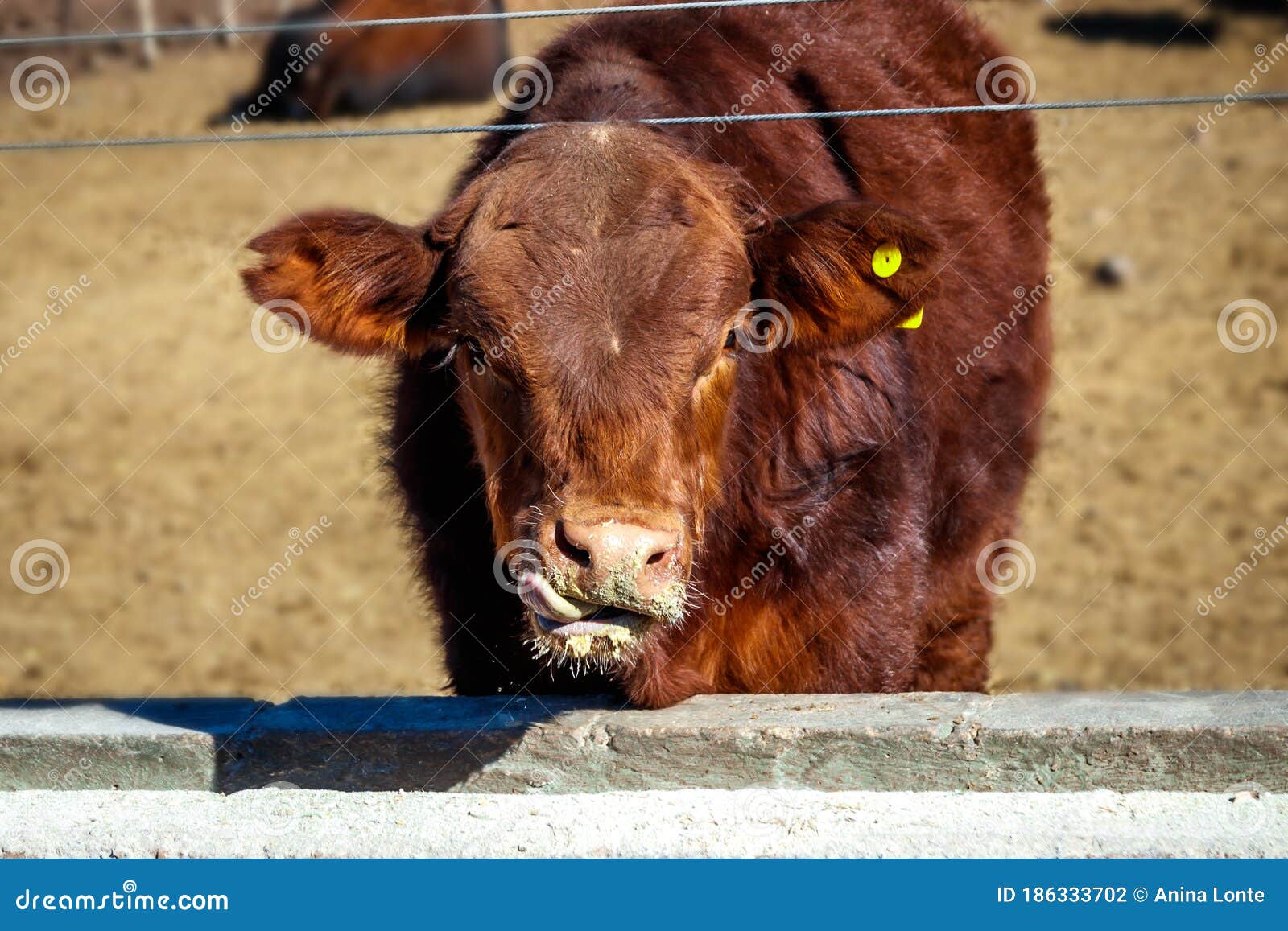 Red Cattle/cow Outdoors Headshot Stock Photo - Image of headshot ...