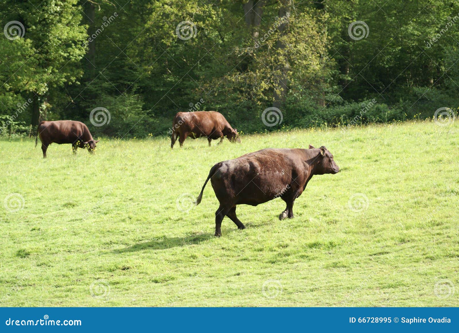Red cattle in England stock image. Image of rural, farmland - 66728995