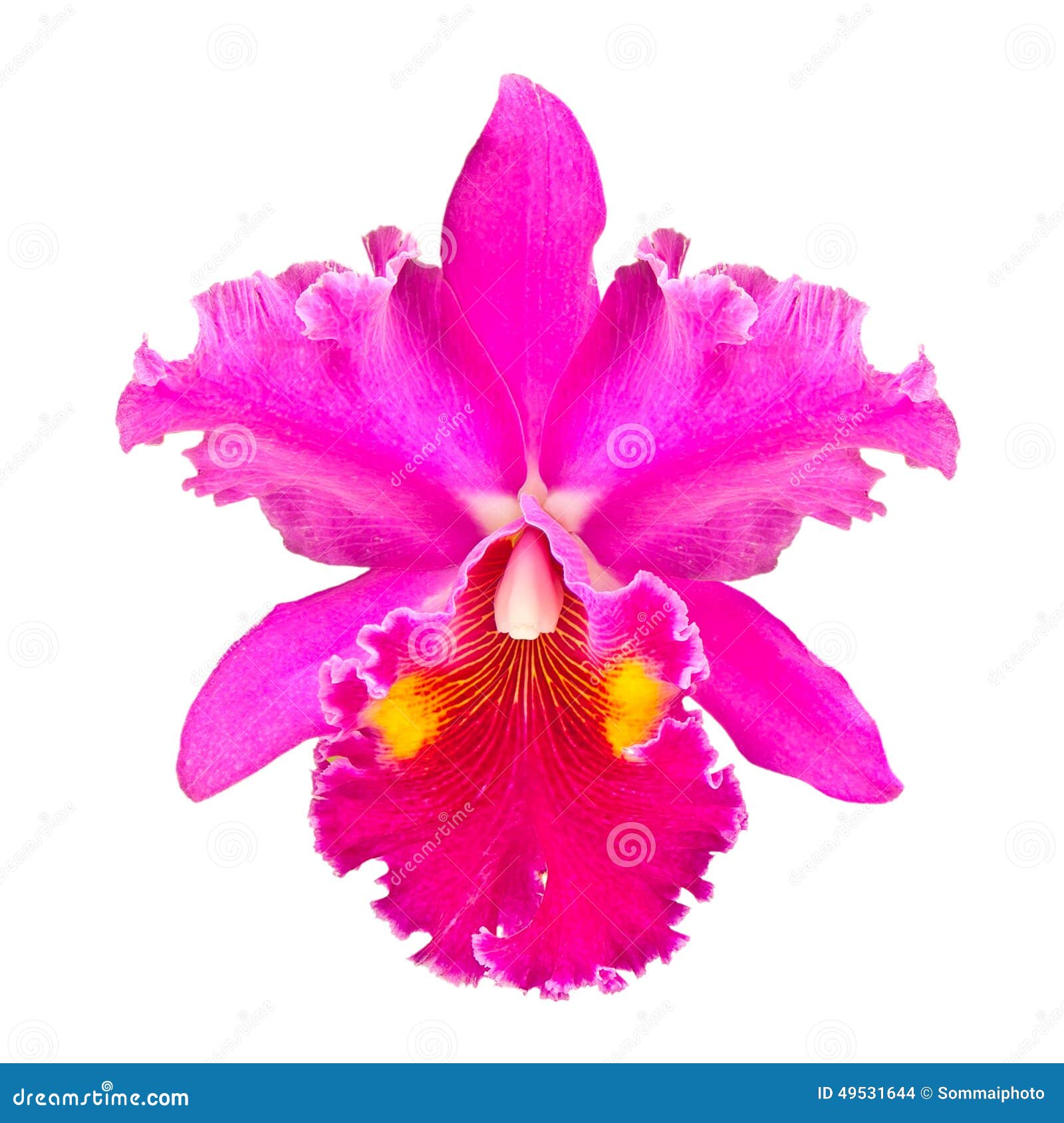 Red Cattleya Orchid, Flowers Stock Photo - Image of decoration, head ...
