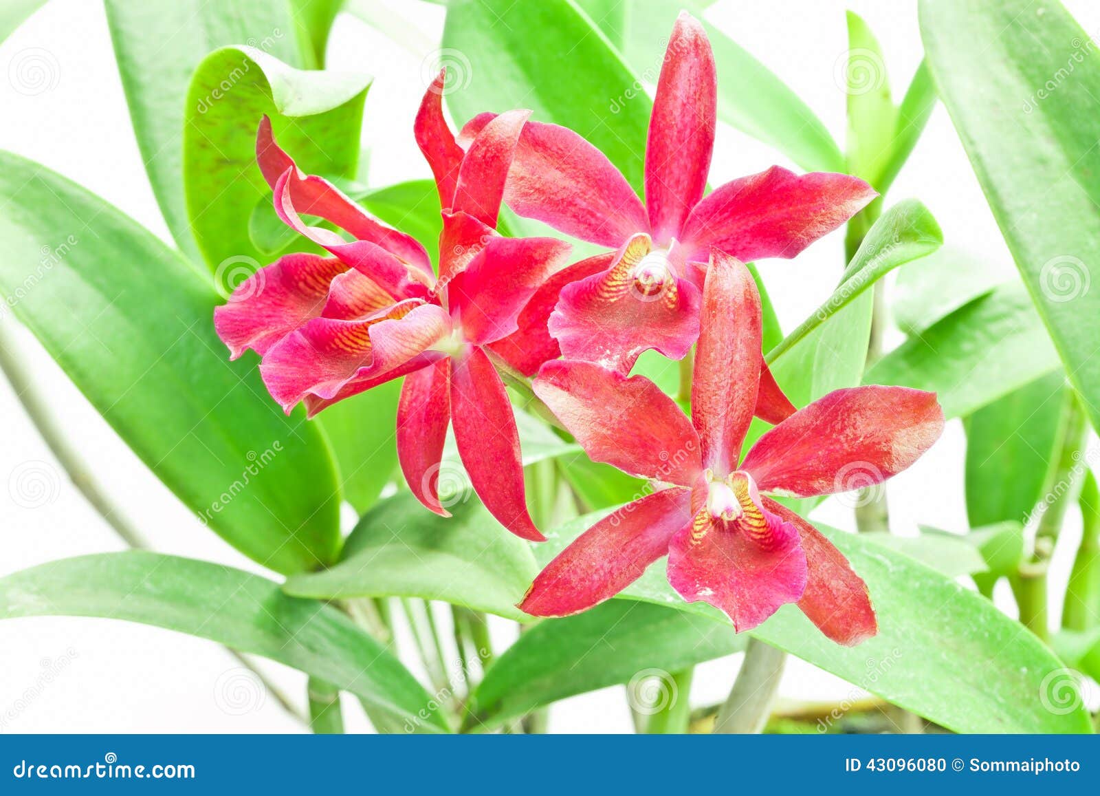 Red Cattleya Orchid Stock Photo - Image: 43096080