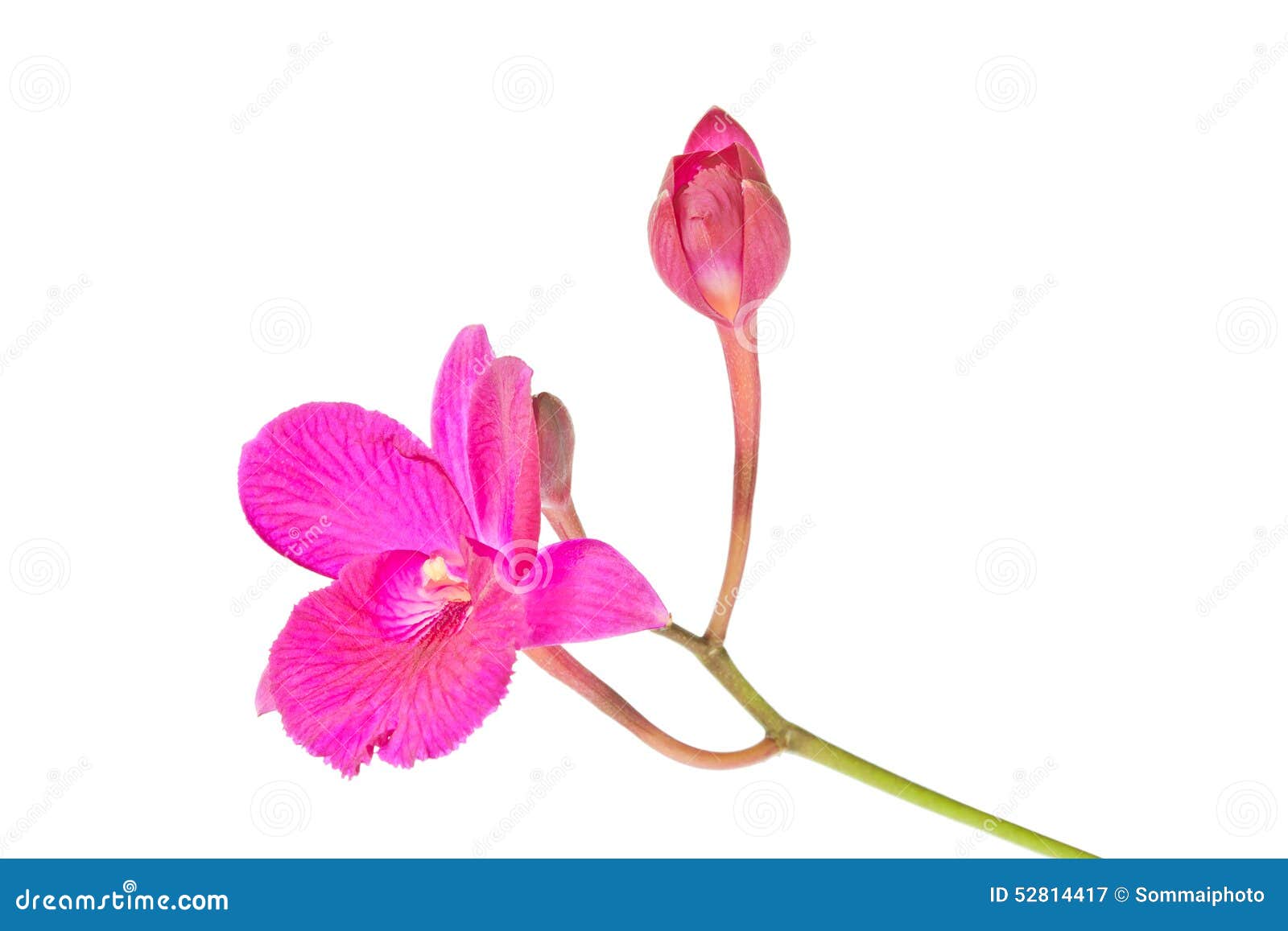 Red cattleya orchid stock image. Image of bunch, background - 52814417