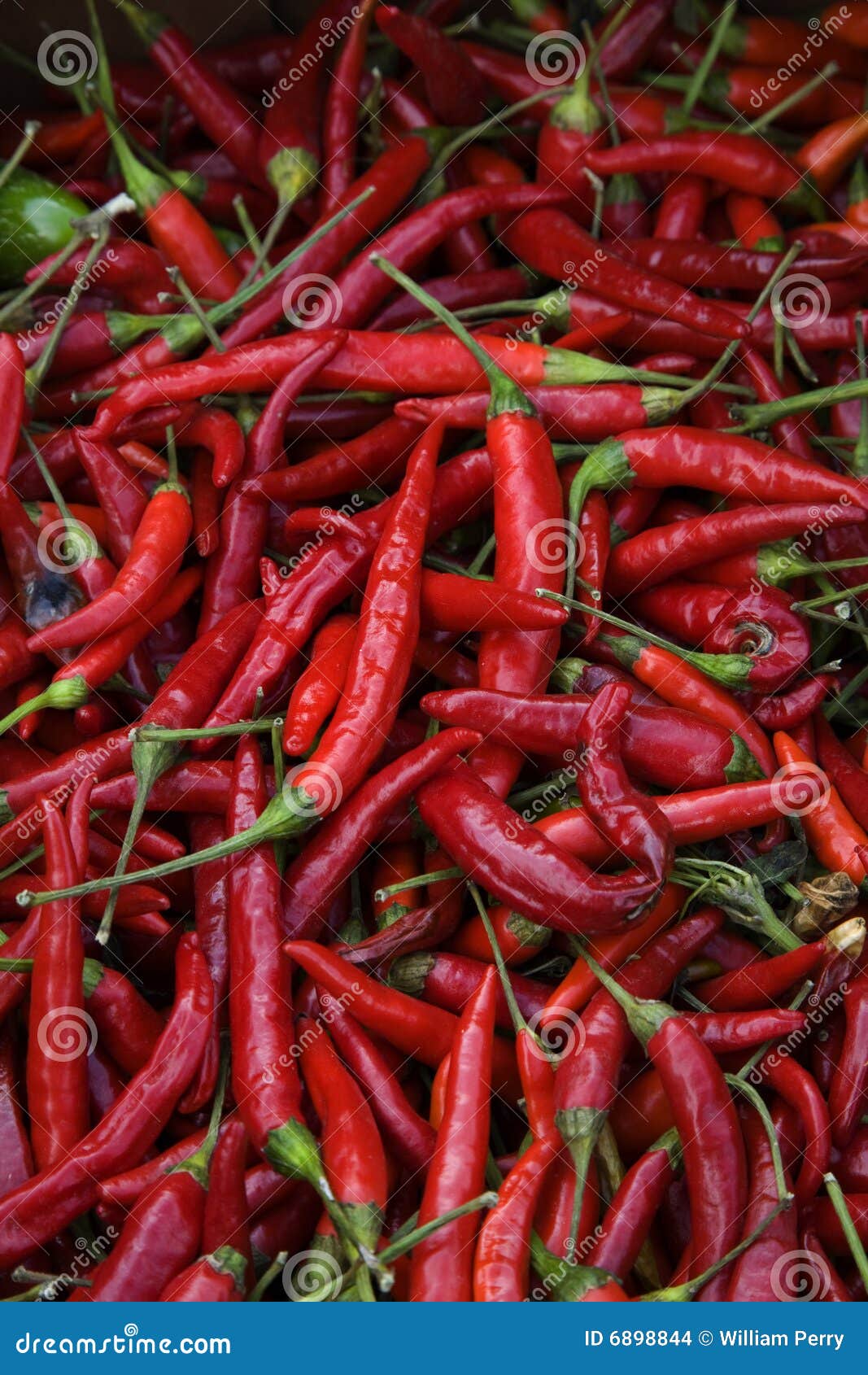 Red Cayenne Chili Peppers stock photo. Image of sichuan - 6898844