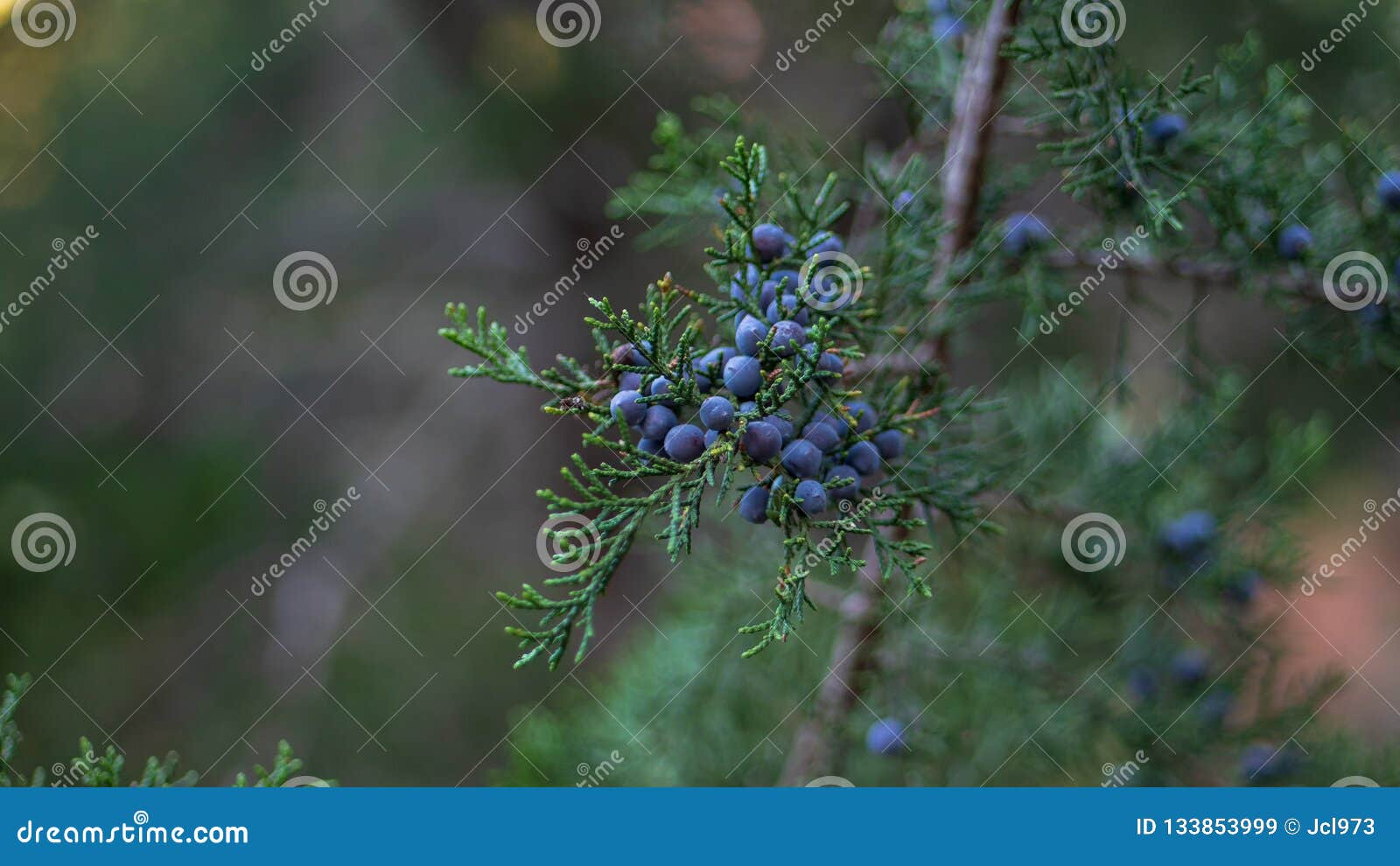 Red Cedar Blue Tree Berries in Bunches on the Tree in Late Fall Stock ...