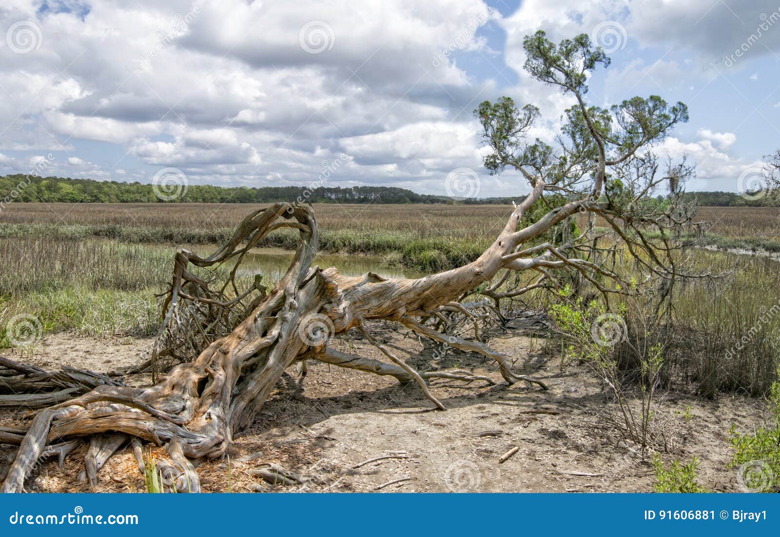 Red Cedar in the Bog stock image. Image of wetlands, backgroundn - 91606881